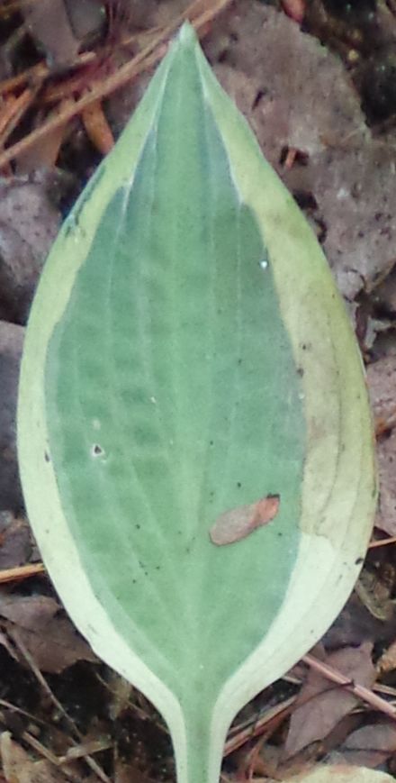 Striptease Family Leaf Portraits